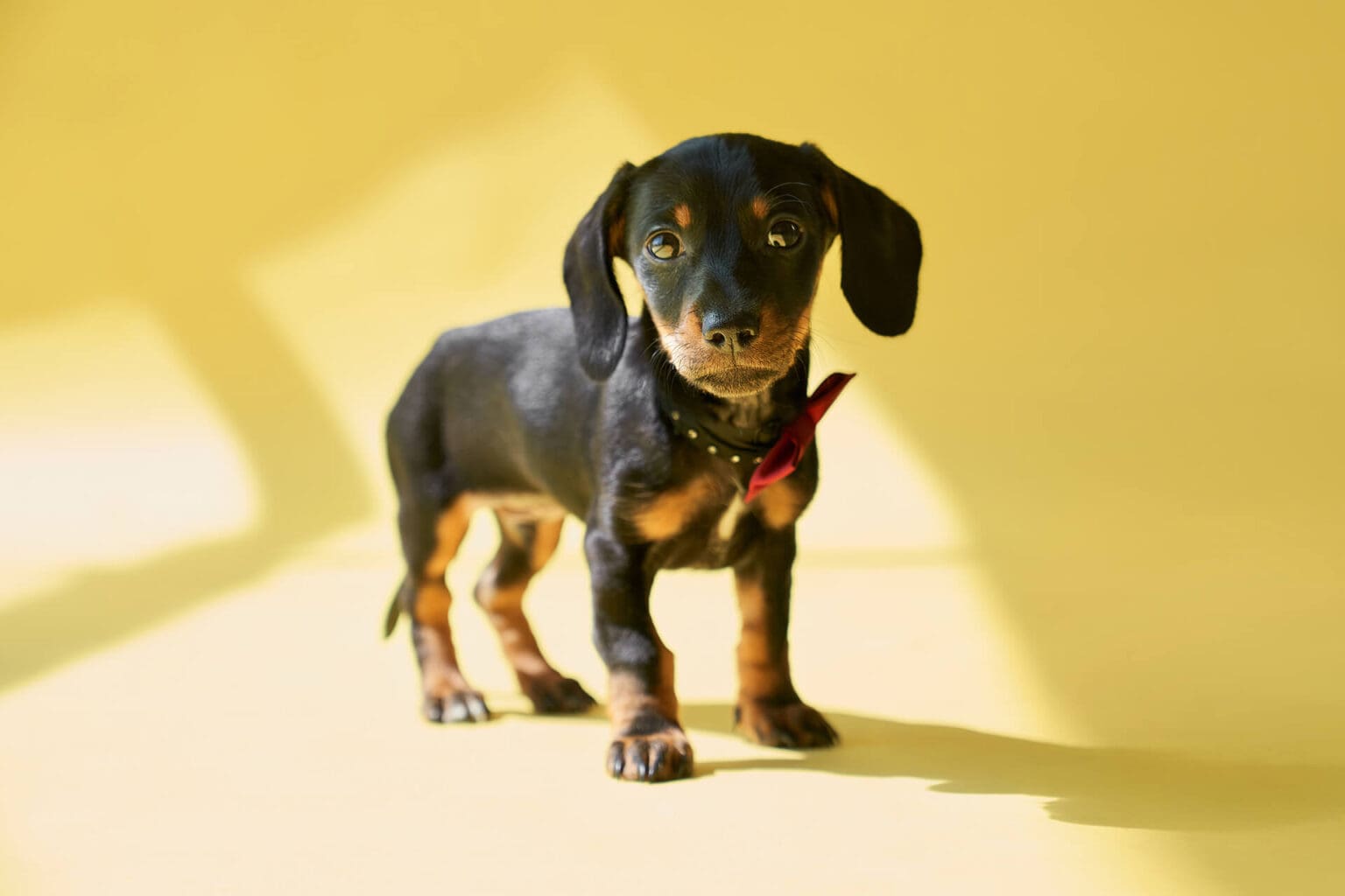 AKC Star Puppy Classes: Building a Strong Foundation for Your Puppy's ...